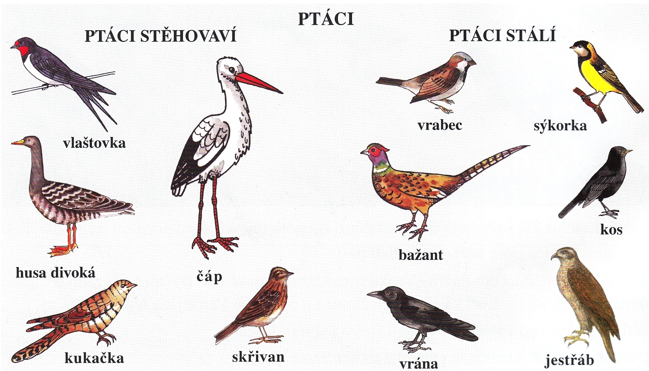 Ptaci Obrazky